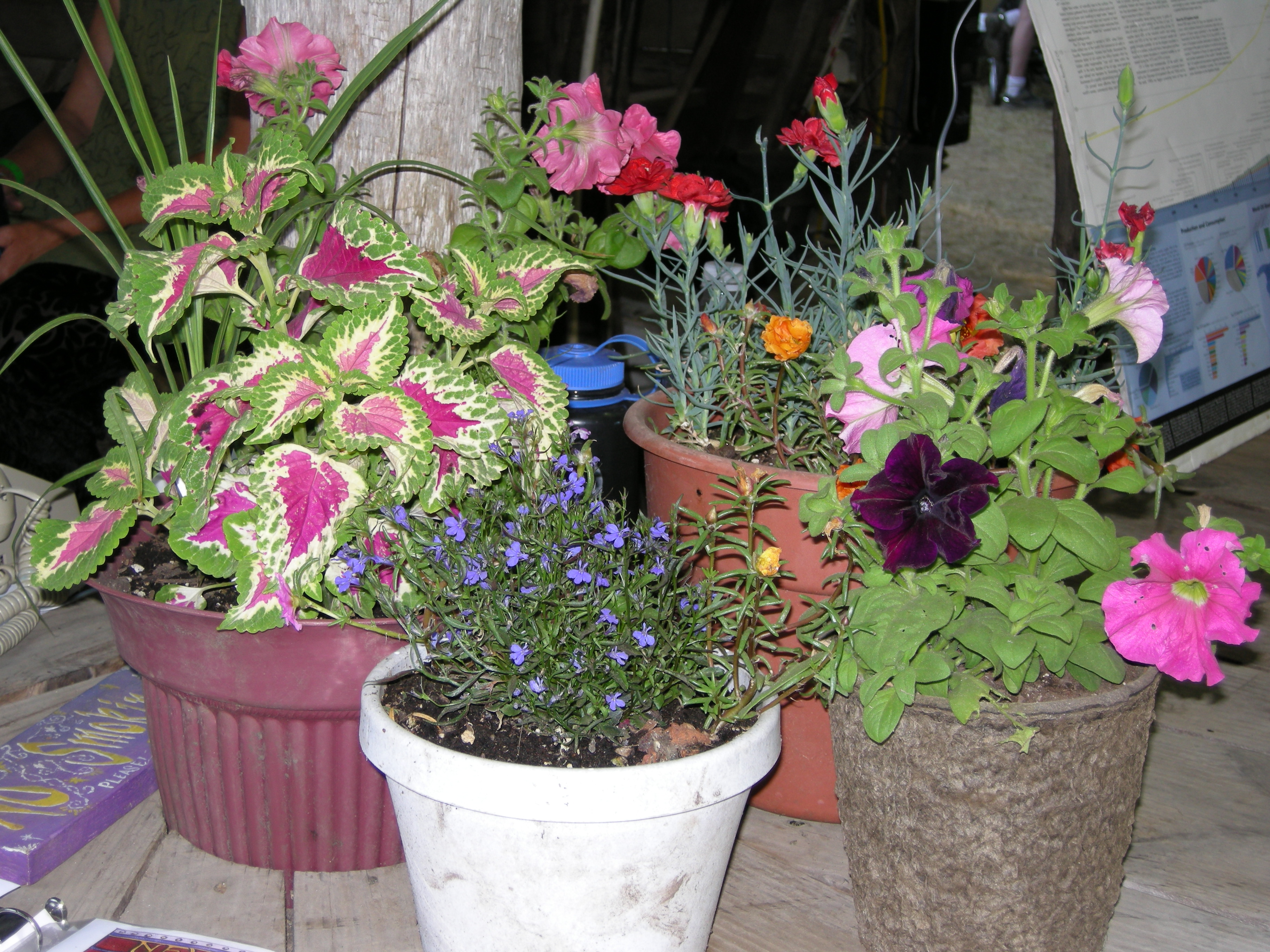 renewable-plant-energy - Energy Park